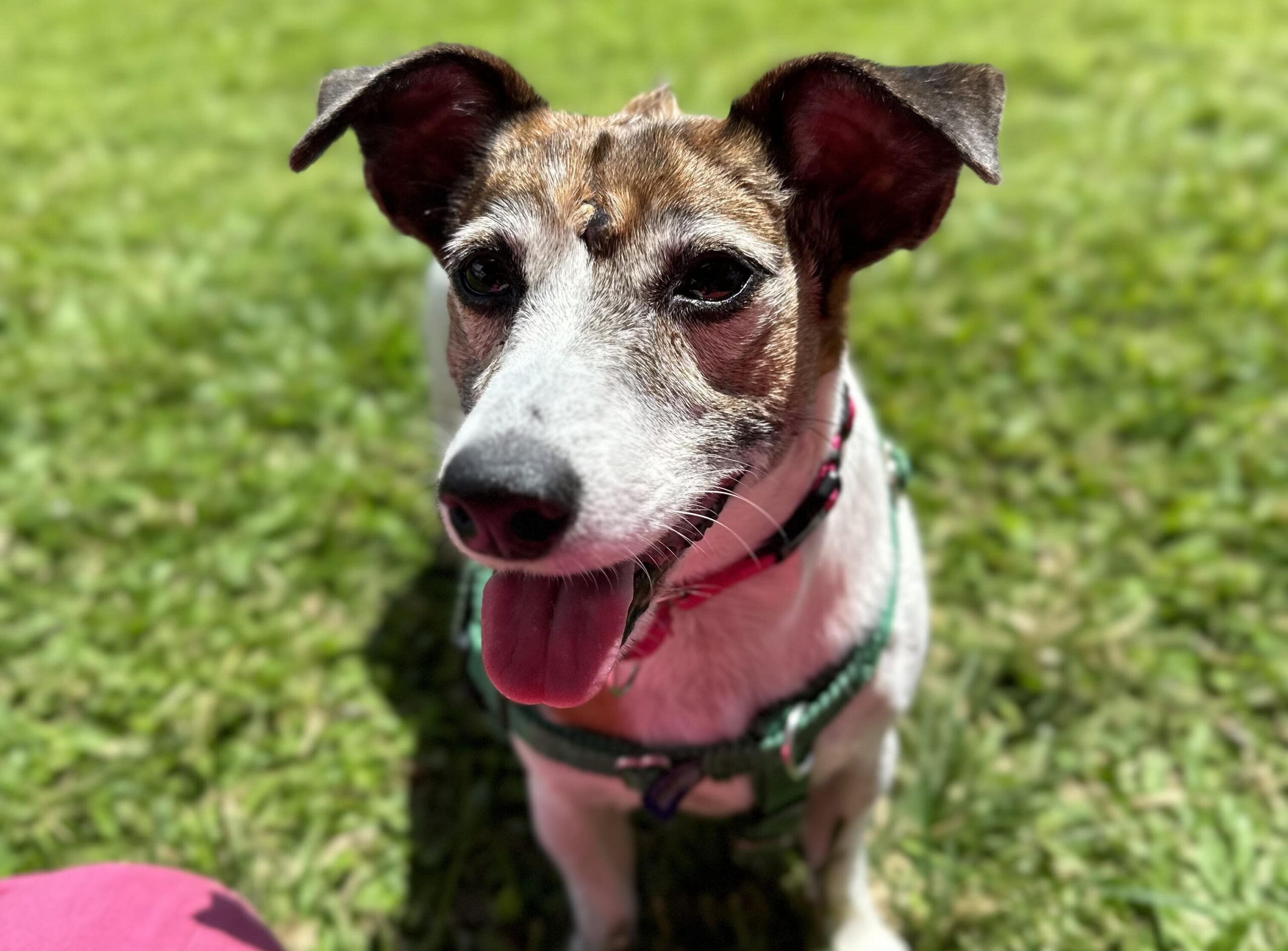 Pet of the Week: Kiku | News, Sports, Jobs - Maui News